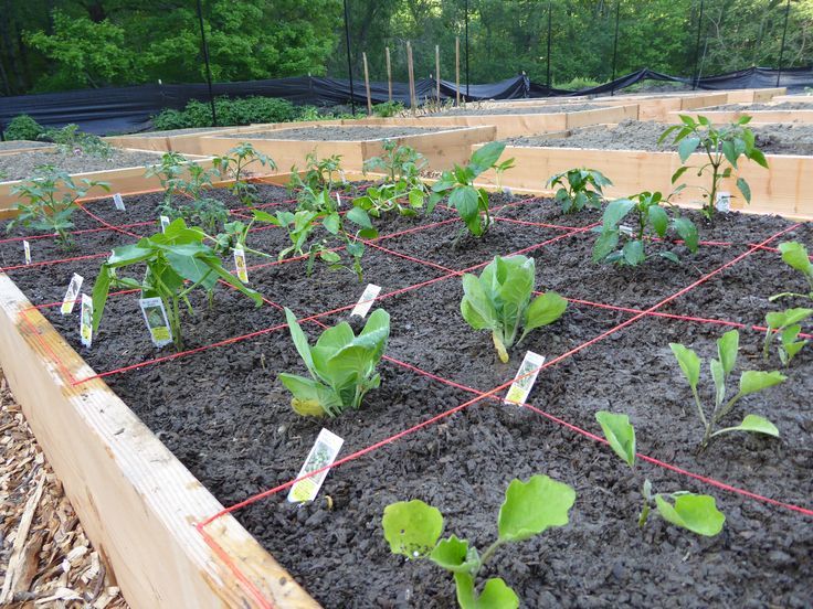 23 Community Garden Plot Layout Ideas Worth to Check | SharonSable