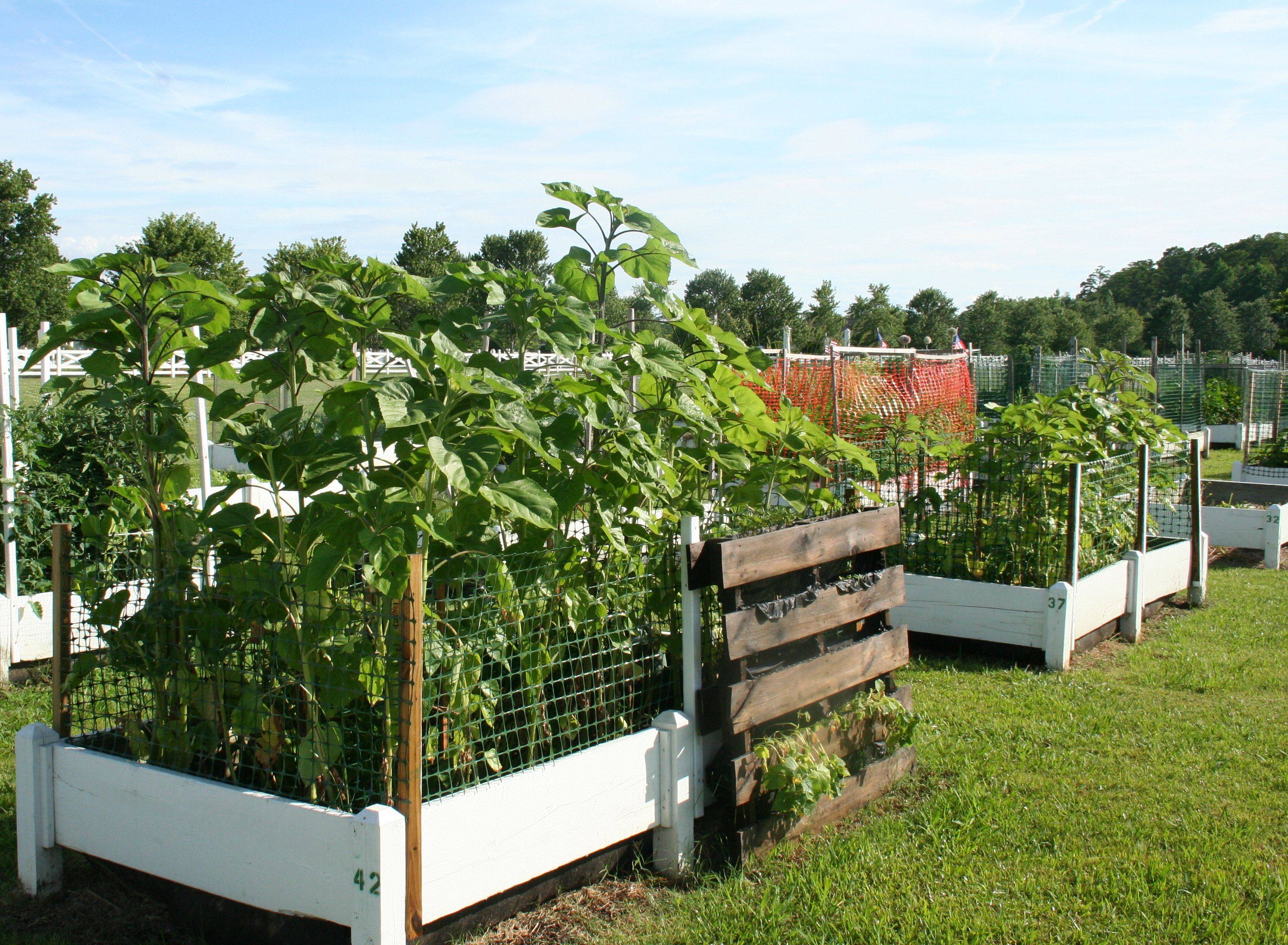 22 Designing Garden Plots Ideas You Must Look | SharonSable