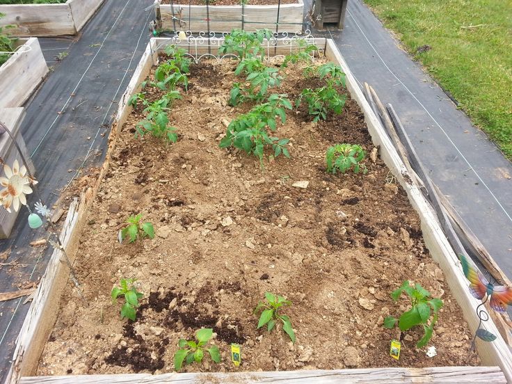 23 Community Garden Plots Ideas To Consider | SharonSable