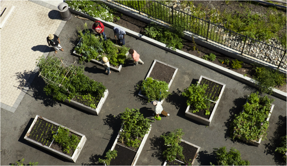 22 Community Garden Landscape Architecture Ideas To Try This Year ...