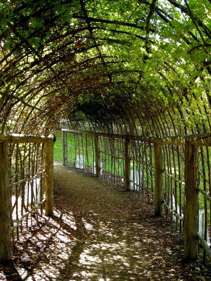 20 Grape Vine Garden Ideas Worth a Look | SharonSable