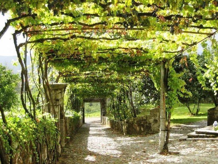20 Grape Vine Garden Ideas Worth a Look | SharonSable