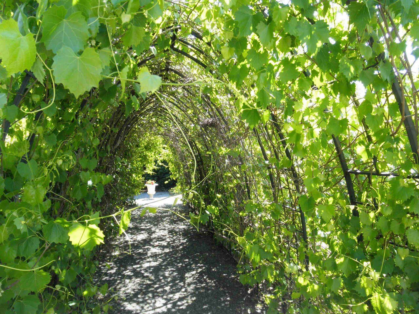 20 Grape Vine Garden Ideas Worth a Look | SharonSable