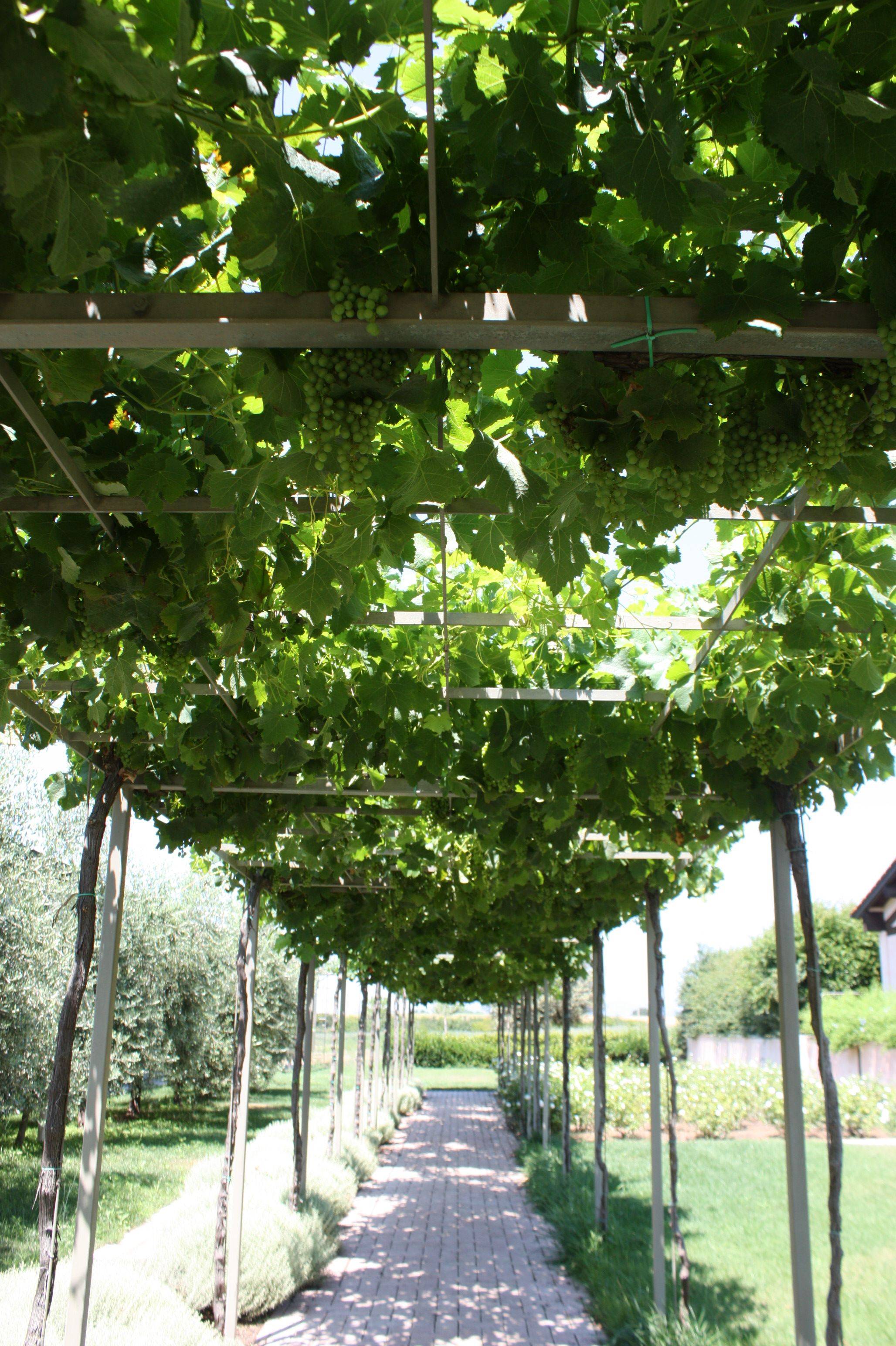20 Grape Vine Garden Ideas Worth a Look | SharonSable