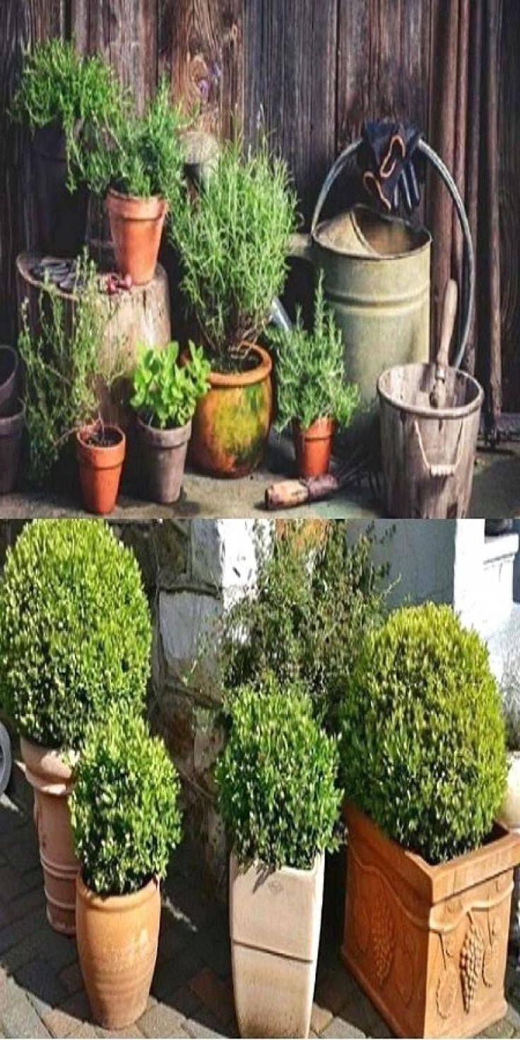 21 Herb Garden in Pots Ideas You Should Check | SharonSable