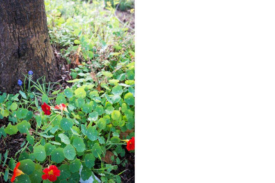 20 Forest Garden Layers Ideas For This Year | SharonSable