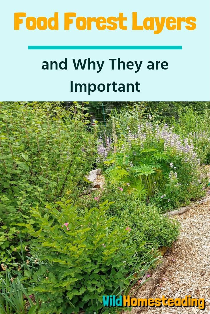 20 Forest Garden Layers Ideas For This Year | SharonSable