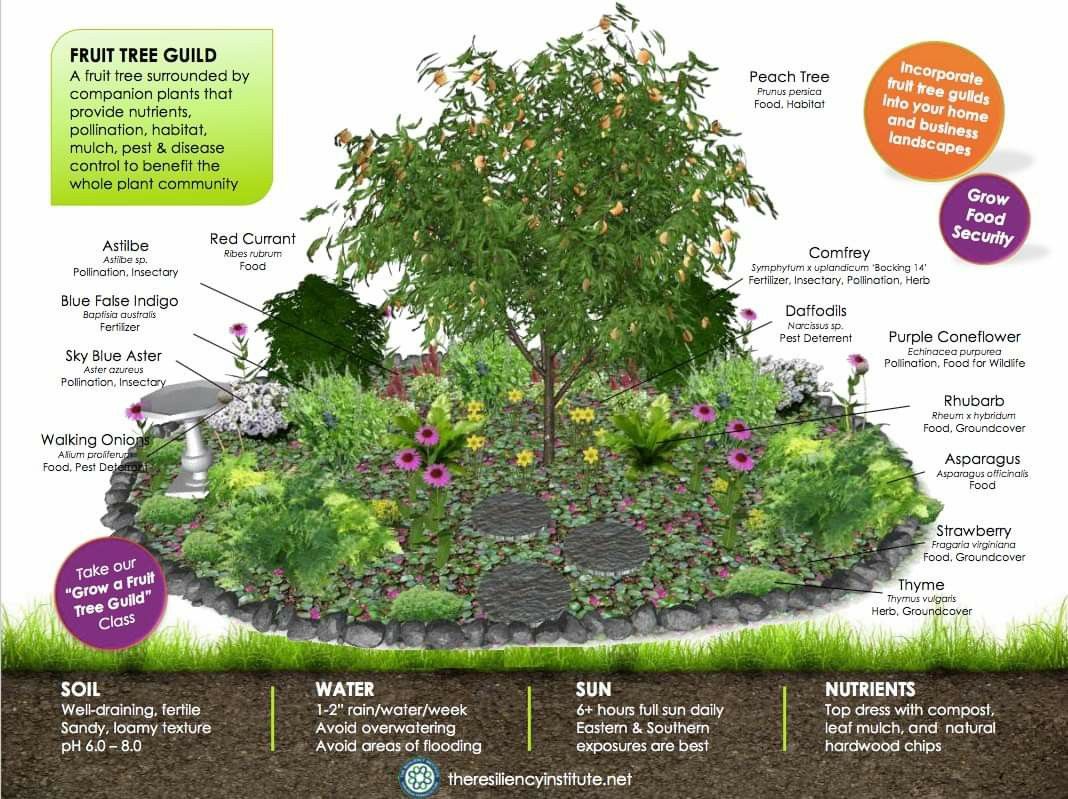 20 Forest Garden Layers Ideas For This Year | SharonSable