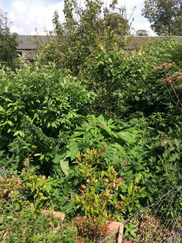 20 Forest Garden Layers Ideas For This Year | SharonSable