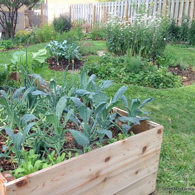 22 Forest Vegetable Garden Ideas You Should Check | SharonSable