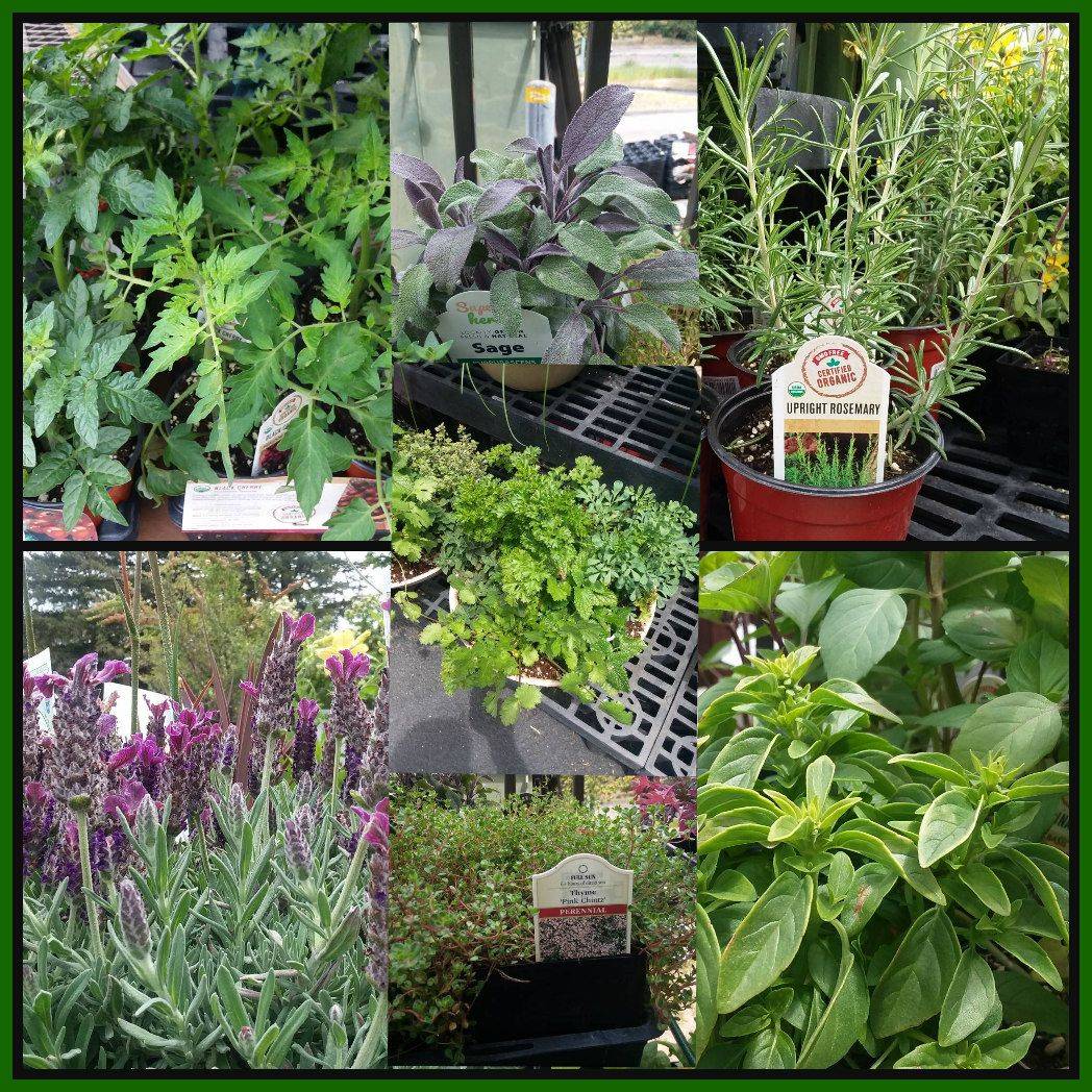 23 Basic Herb Garden Ideas You Cannot Miss | SharonSable