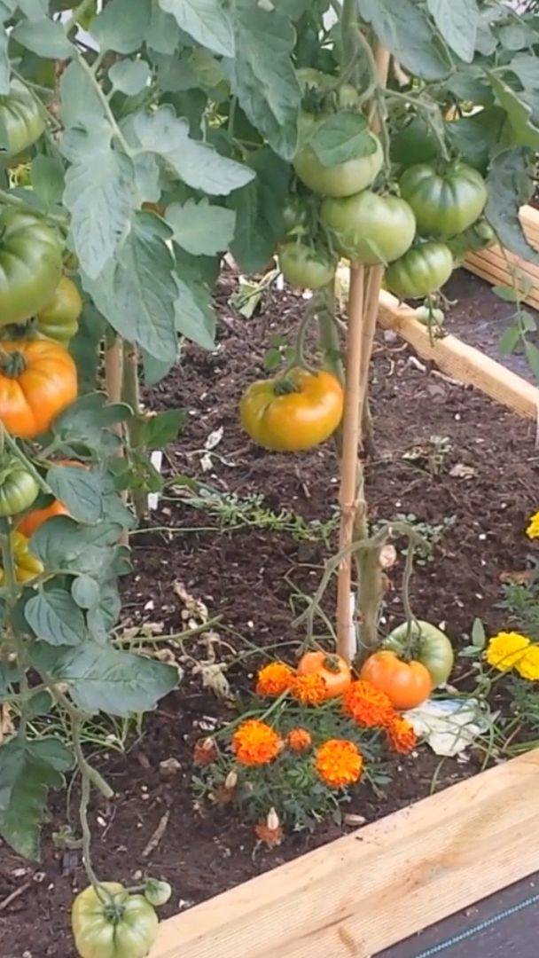 20 How to Grow Tomatoes in Raised Garden Bed Ideas You Should Look ...