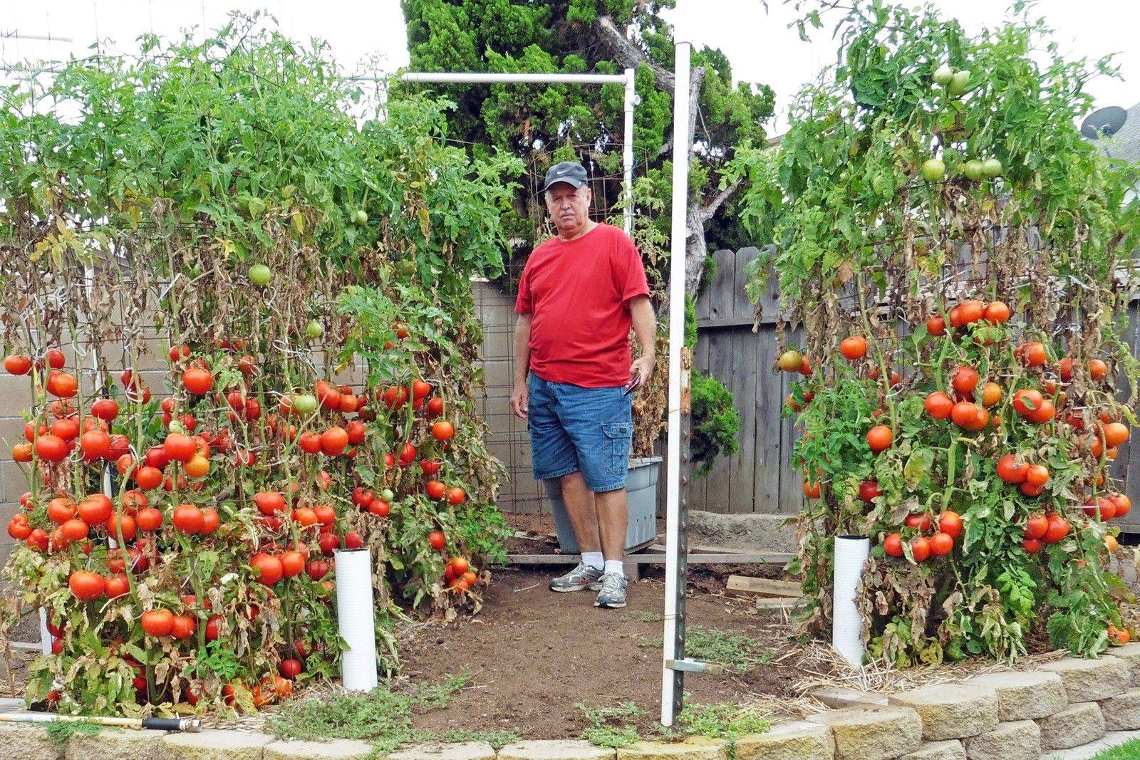 21 Growing Tomatoes in Raised Garden Ideas You Should Check | SharonSable