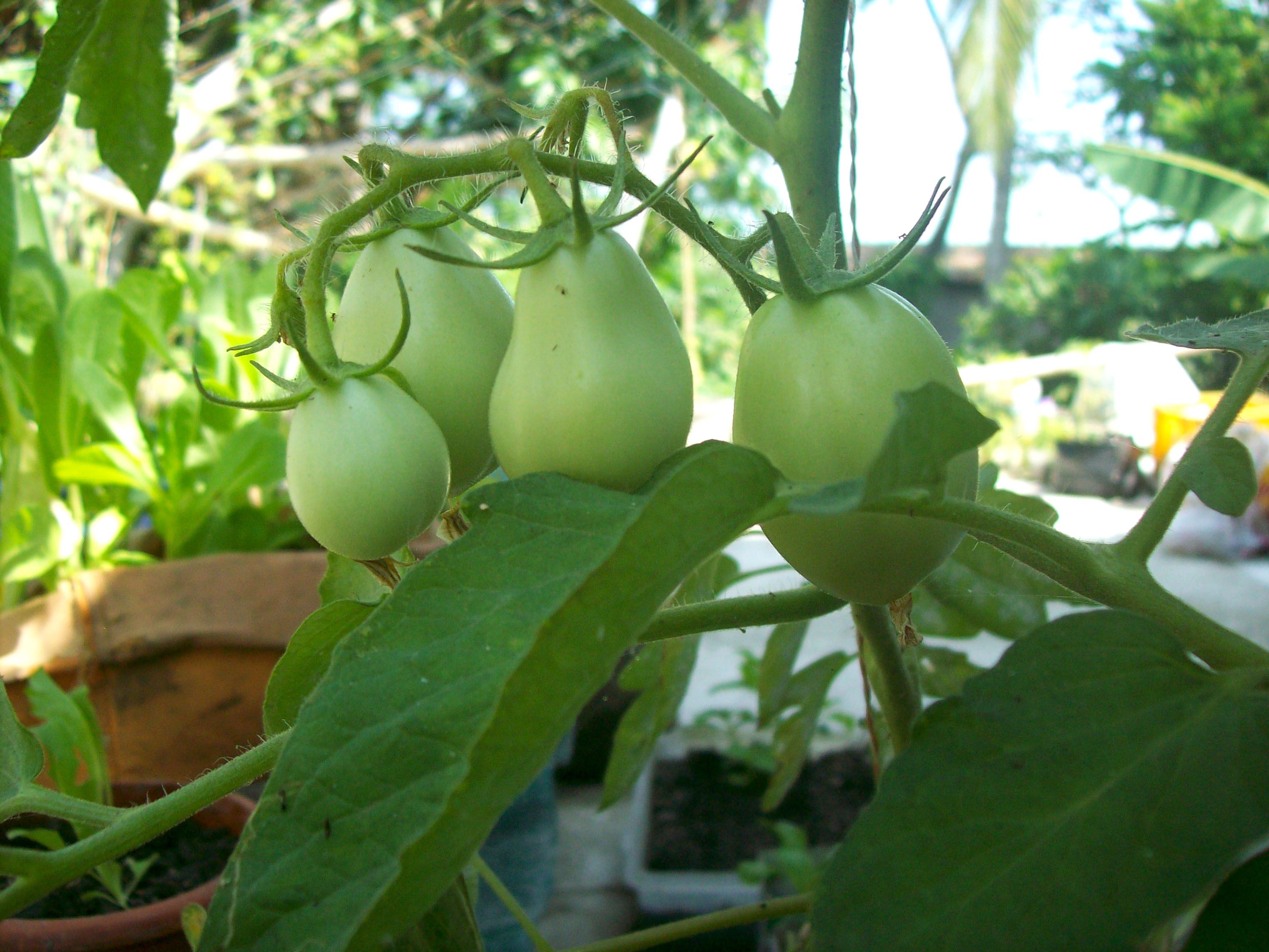 17 Home Tomato Garden Ideas You Must Look | SharonSable