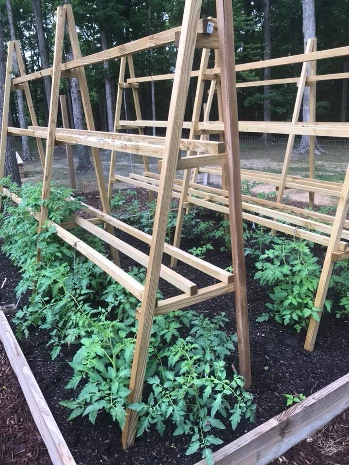 24 Garden Trellis Tomato Plant Ideas You Should Check | SharonSable