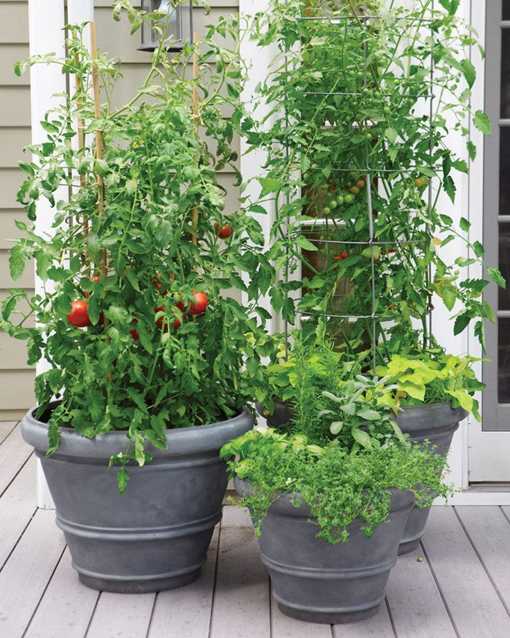 18 Compact Gardening Ideas Tomato Growing You Cannot Miss | SharonSable