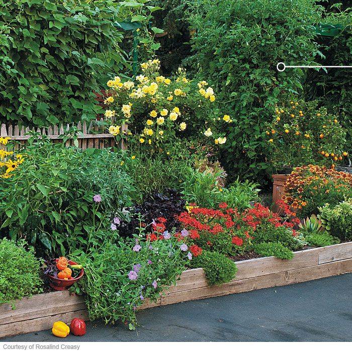 25 Edible Shade Garden Ideas To Consider | SharonSable