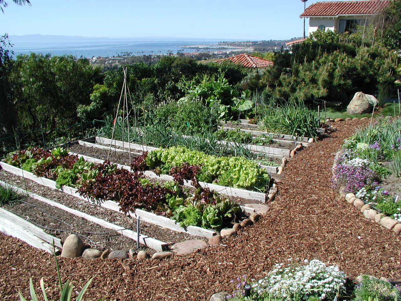 25 Edible Shade Garden Ideas To Consider | SharonSable