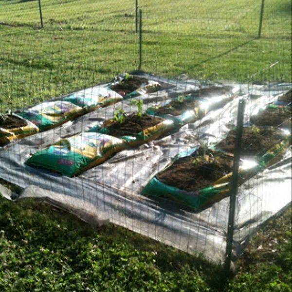 14 Soil Bag Gardening Ideas To Try This Year | SharonSable