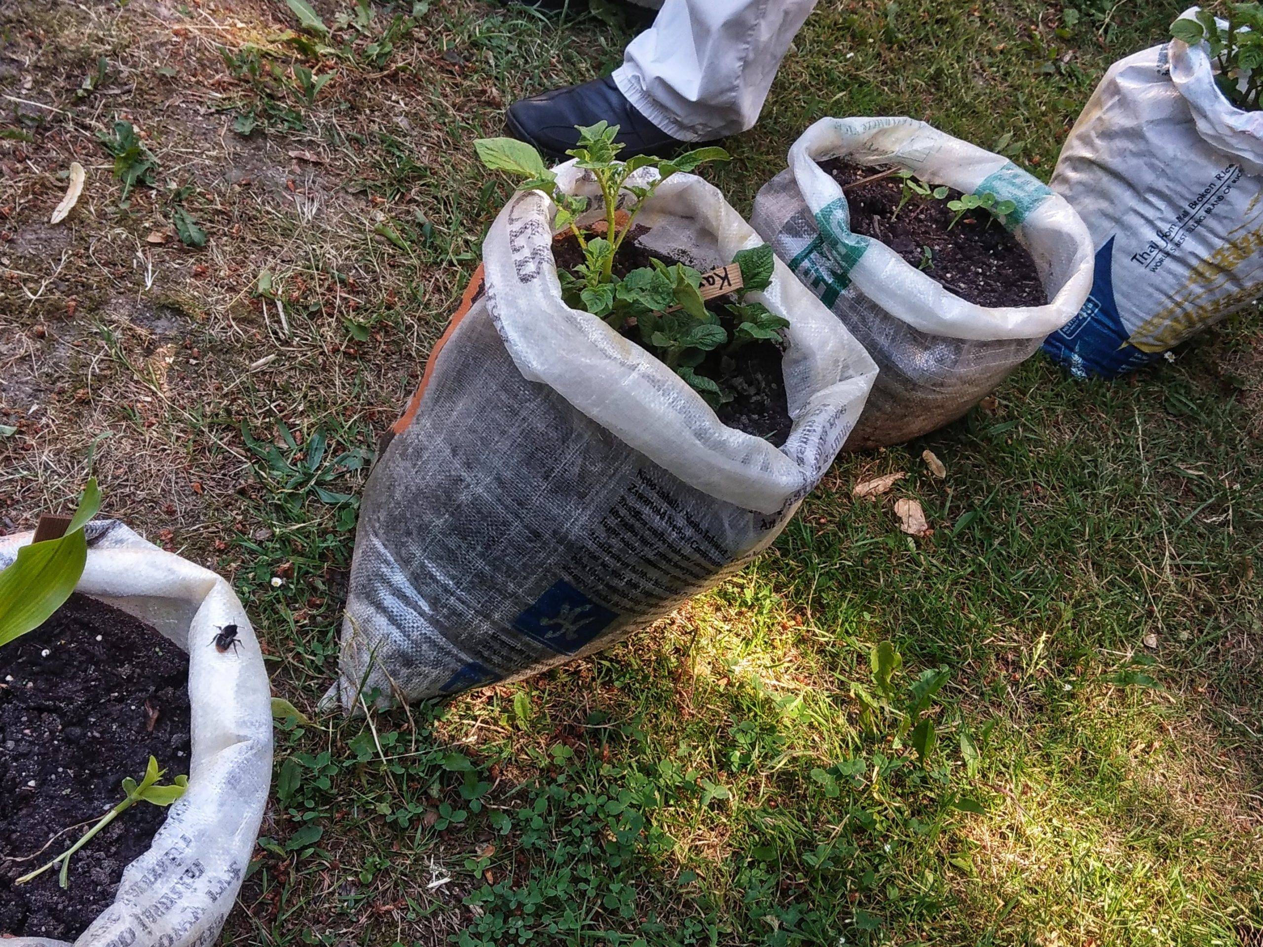 14 Soil Bag Gardening Ideas To Try This Year | SharonSable