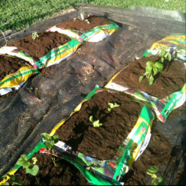 14 Soil Bag Gardening Ideas To Try This Year | SharonSable
