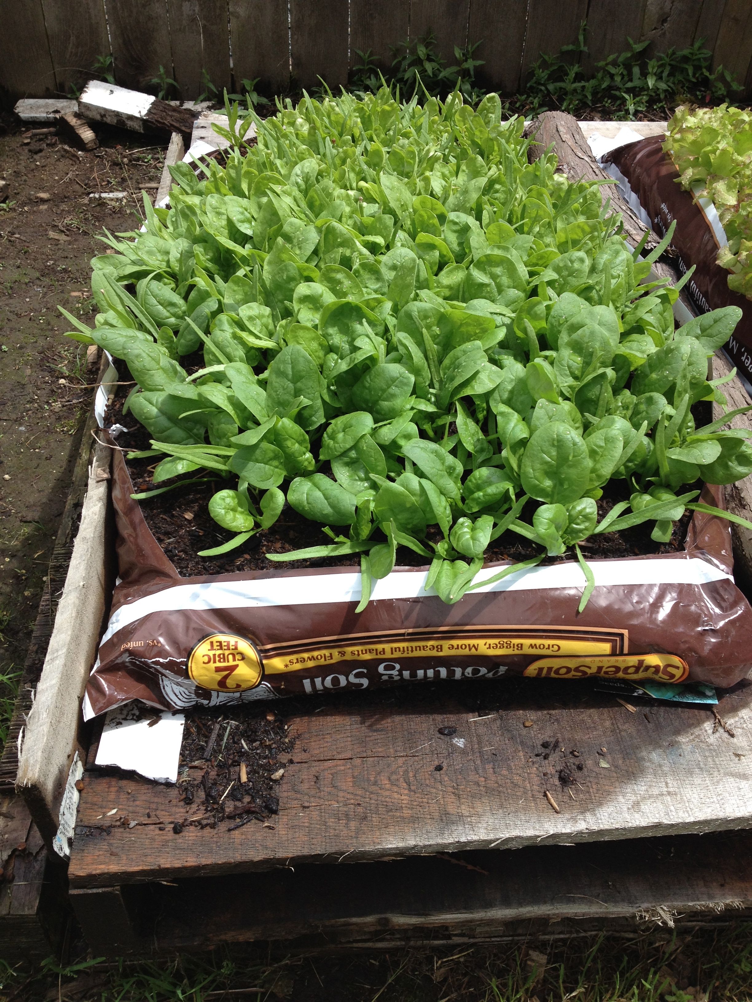 14 Soil Bag Gardening Ideas To Try This Year | SharonSable