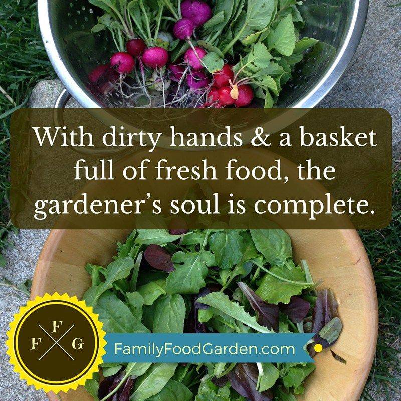 24 Vegetable Garden Sayings Ideas To Try This Year | SharonSable