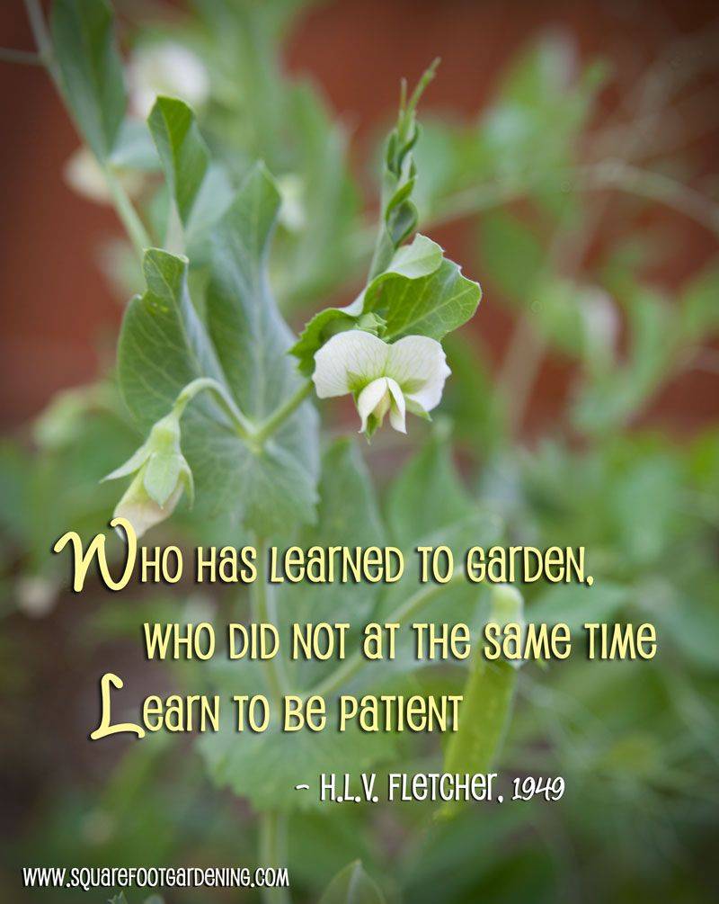 24 Vegetable Garden Sayings Ideas To Try This Year | SharonSable