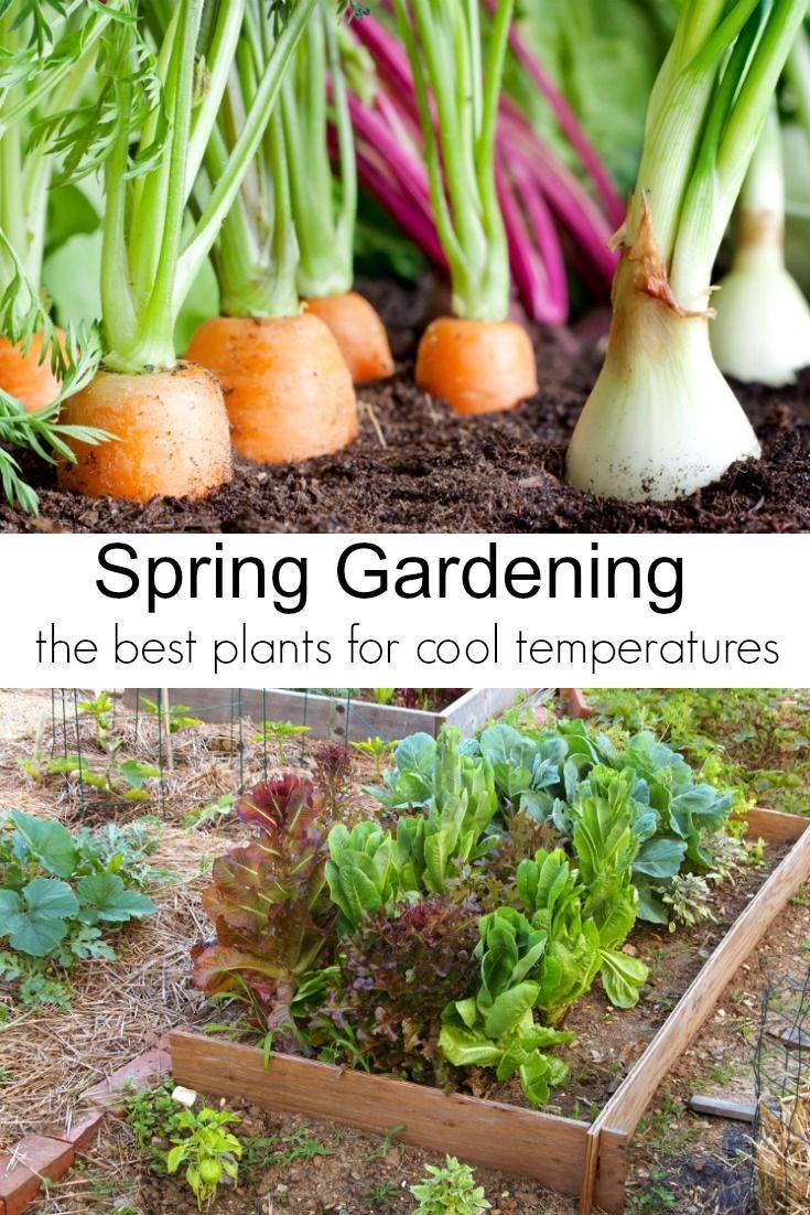 15 Early Spring Vegetable Garden Ideas You Cannot Miss | SharonSable