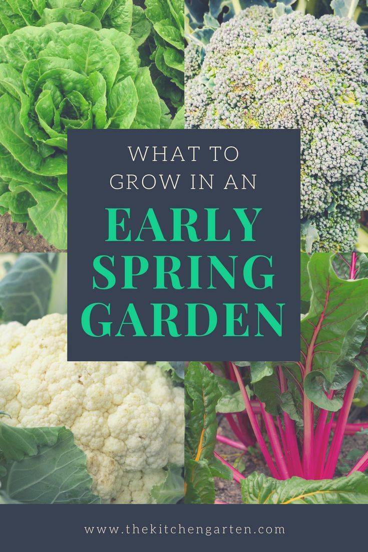 15 Early Spring Vegetable Garden Ideas You Cannot Miss | SharonSable