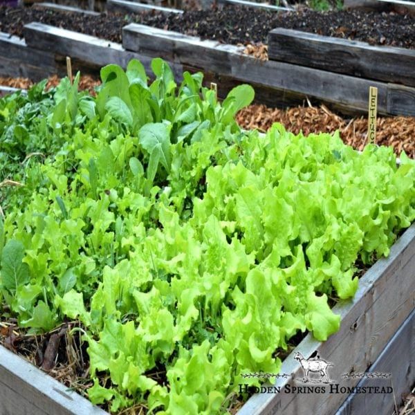 15 Early Spring Vegetable Garden Ideas You Cannot Miss | SharonSable