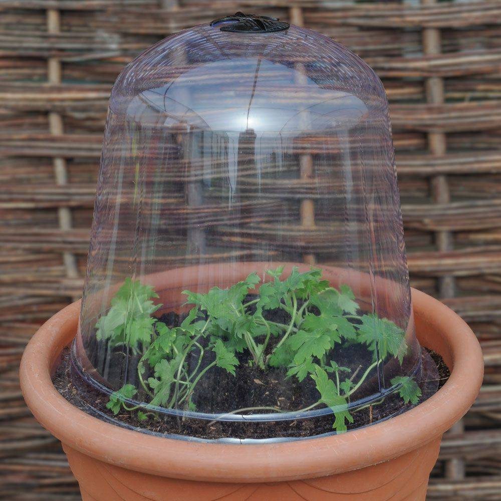 20 Kitchen Garden Cloche Ideas To Consider | SharonSable