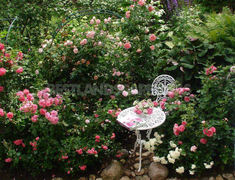 22 Pink Garden Design Ideas Worth a Look | SharonSable