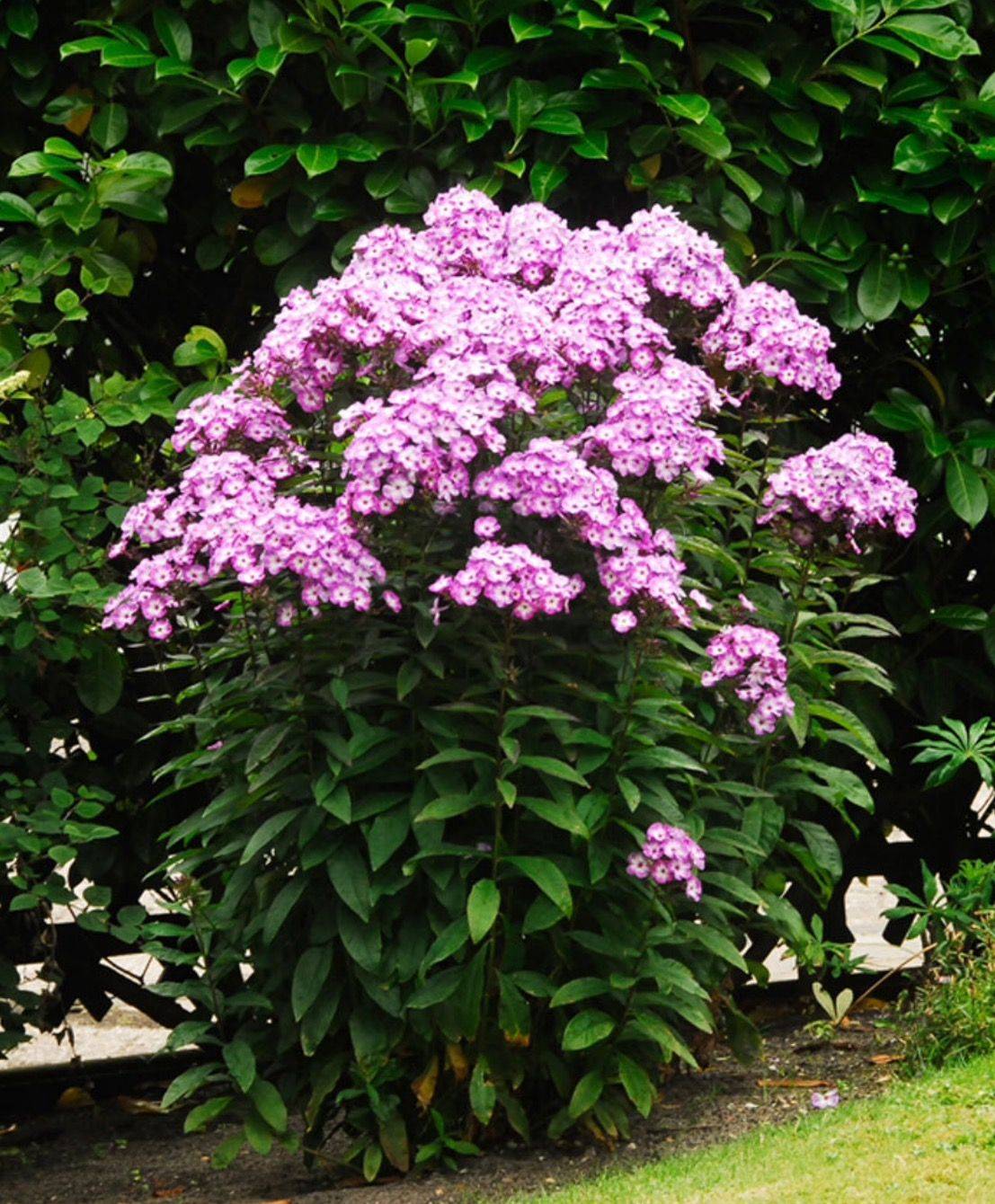 23 Garden Phlox Ideas You Must Look | SharonSable