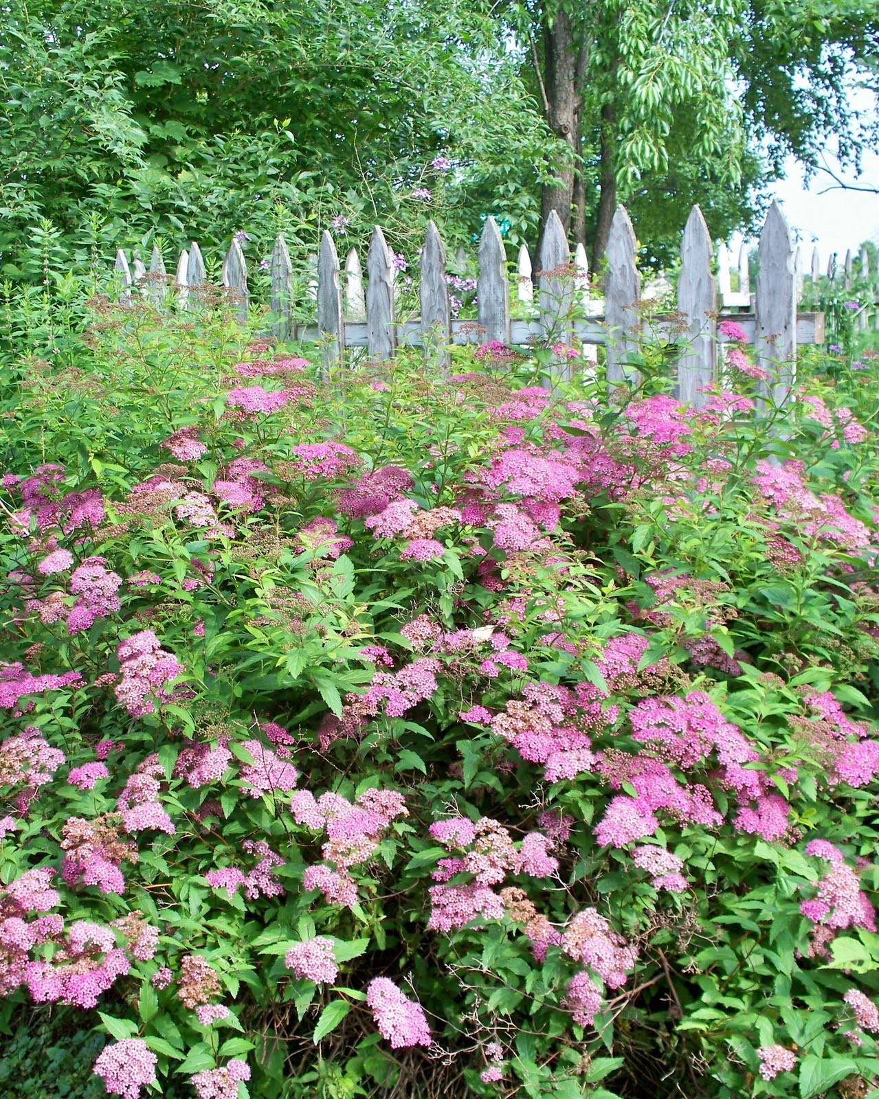 23 Pink Gardenia Flower Ideas You Should Look | SharonSable
