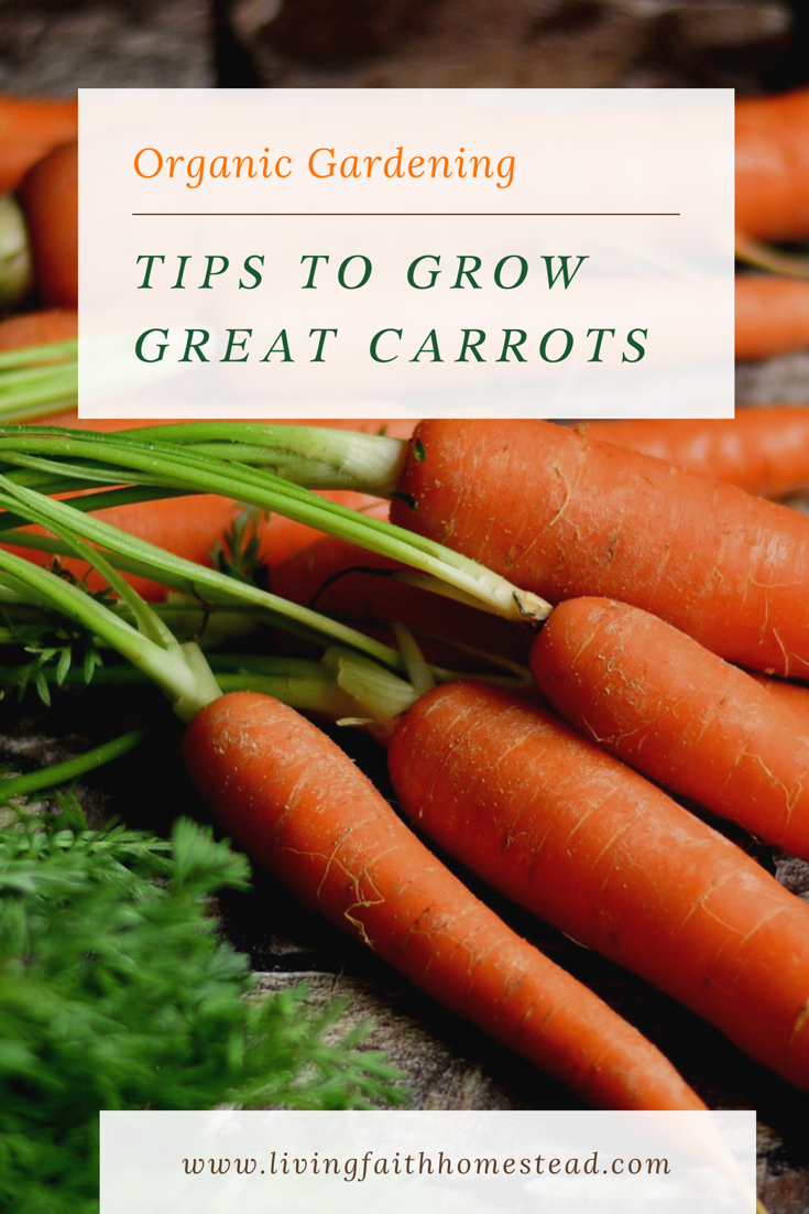 20 Carrot Garden Sign Ideas You Cannot Miss | SharonSable