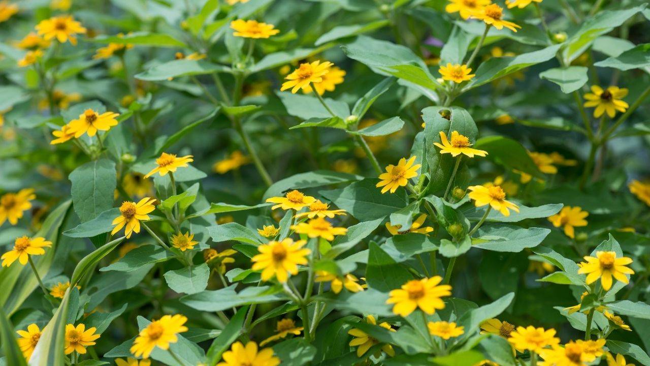 24 Yellow Flowers Perennial Garden Plants Ideas You Should Check ...