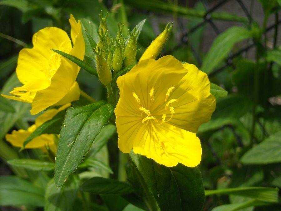 24 Yellow Flowers Perennial Garden Plants Ideas You Should Check ...