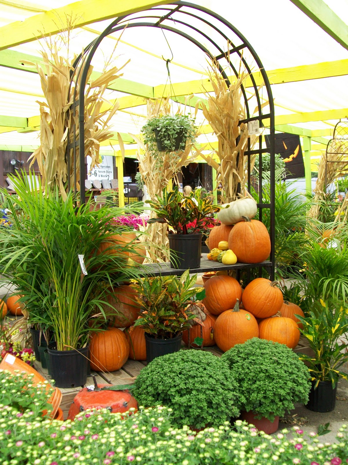 25 Gardening Display Ideas You Must Look | SharonSable