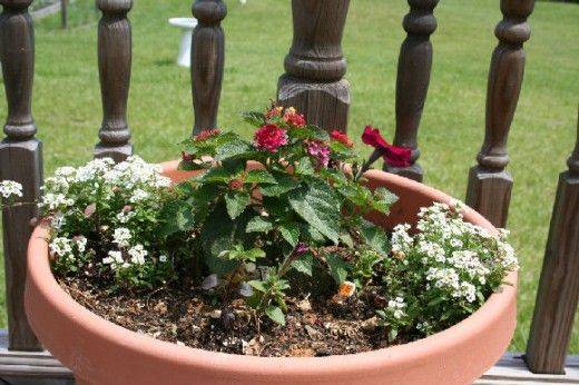 22 Potted Butterfly Garden Ideas For This Year | SharonSable