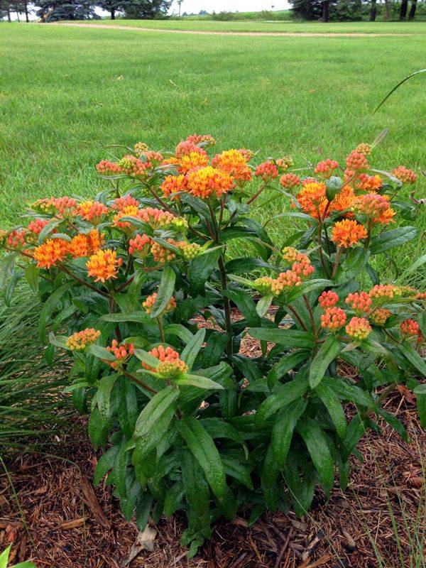 23 Milkweed Butterfly Garden Ideas Worth a Look | SharonSable