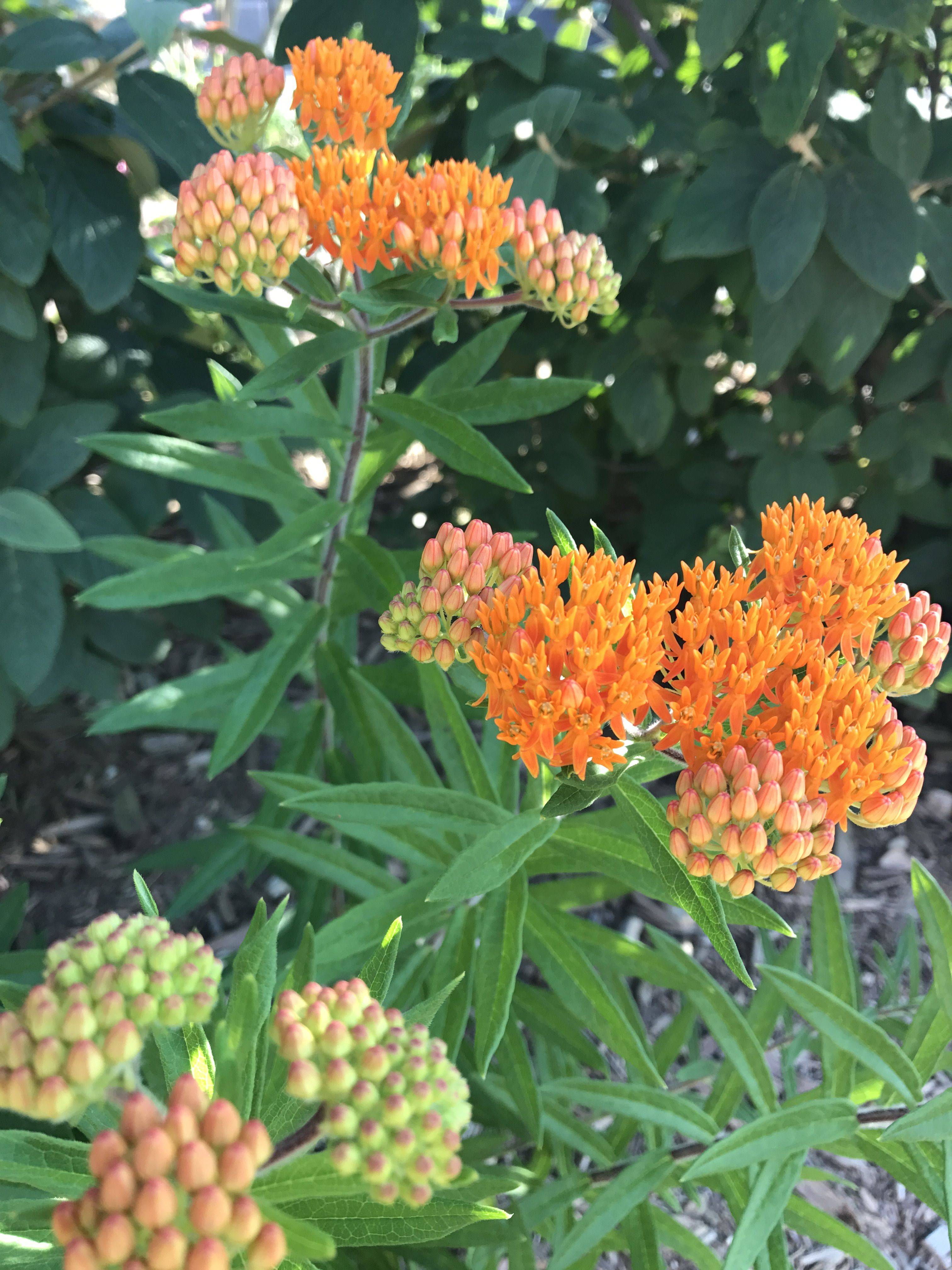23 Milkweed Butterfly Garden Ideas Worth a Look | SharonSable