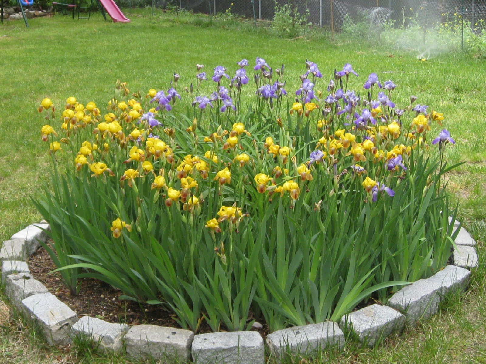 21 Iris Flower Garden Ideas You Should Look | SharonSable