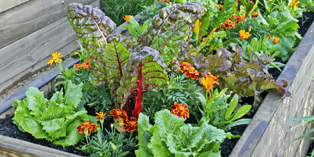 23 Fall Vegetable Garden Ideas You Cannot Miss | SharonSable
