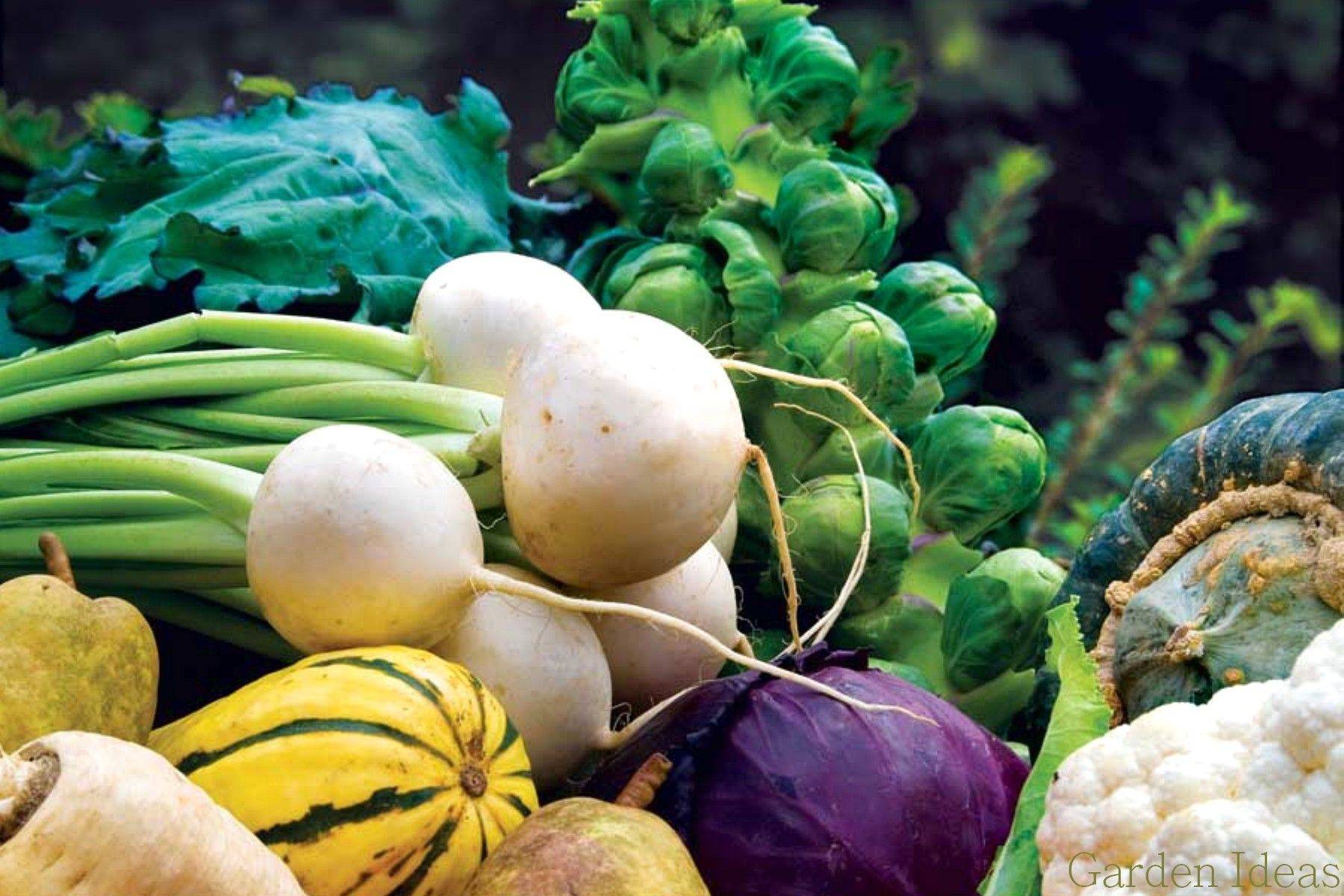 23 Fall Vegetable Garden Ideas You Cannot Miss | SharonSable