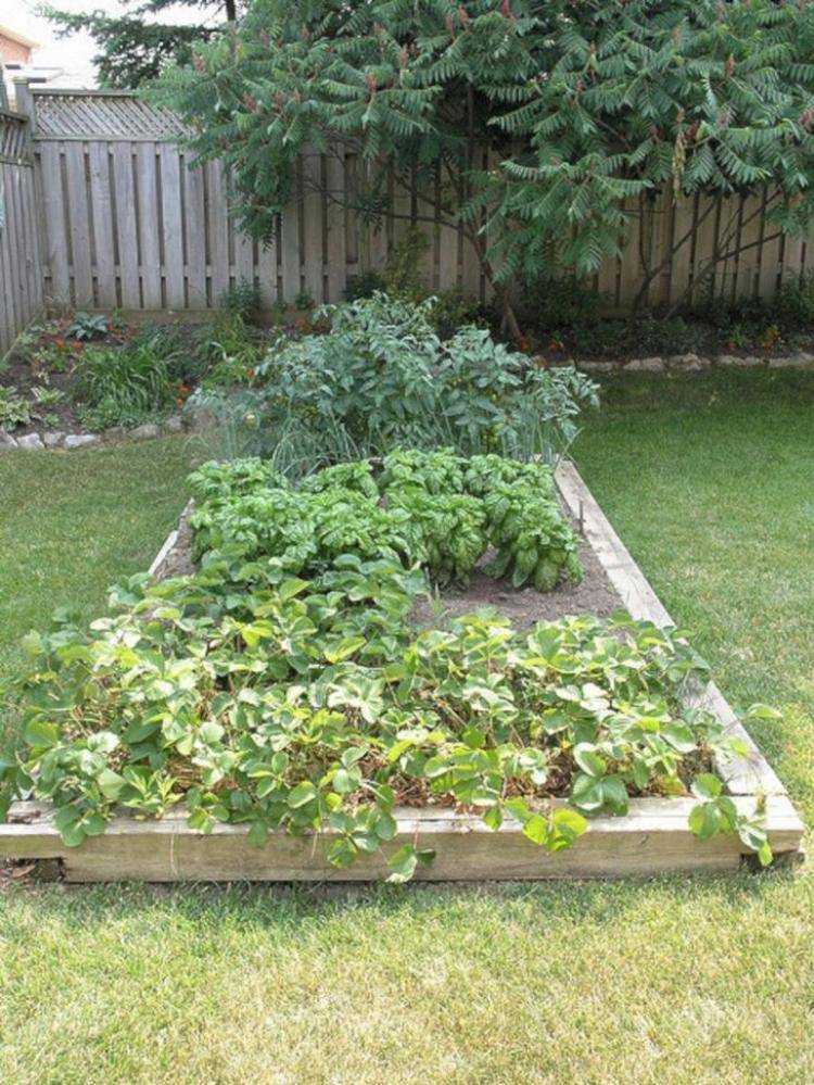 23 Best Small Vegetable Garden Ideas For This Year | SharonSable