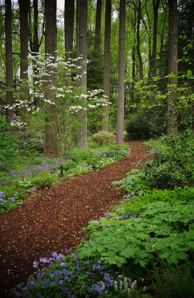 24 Forest Garden Paths Ideas For This Year | SharonSable