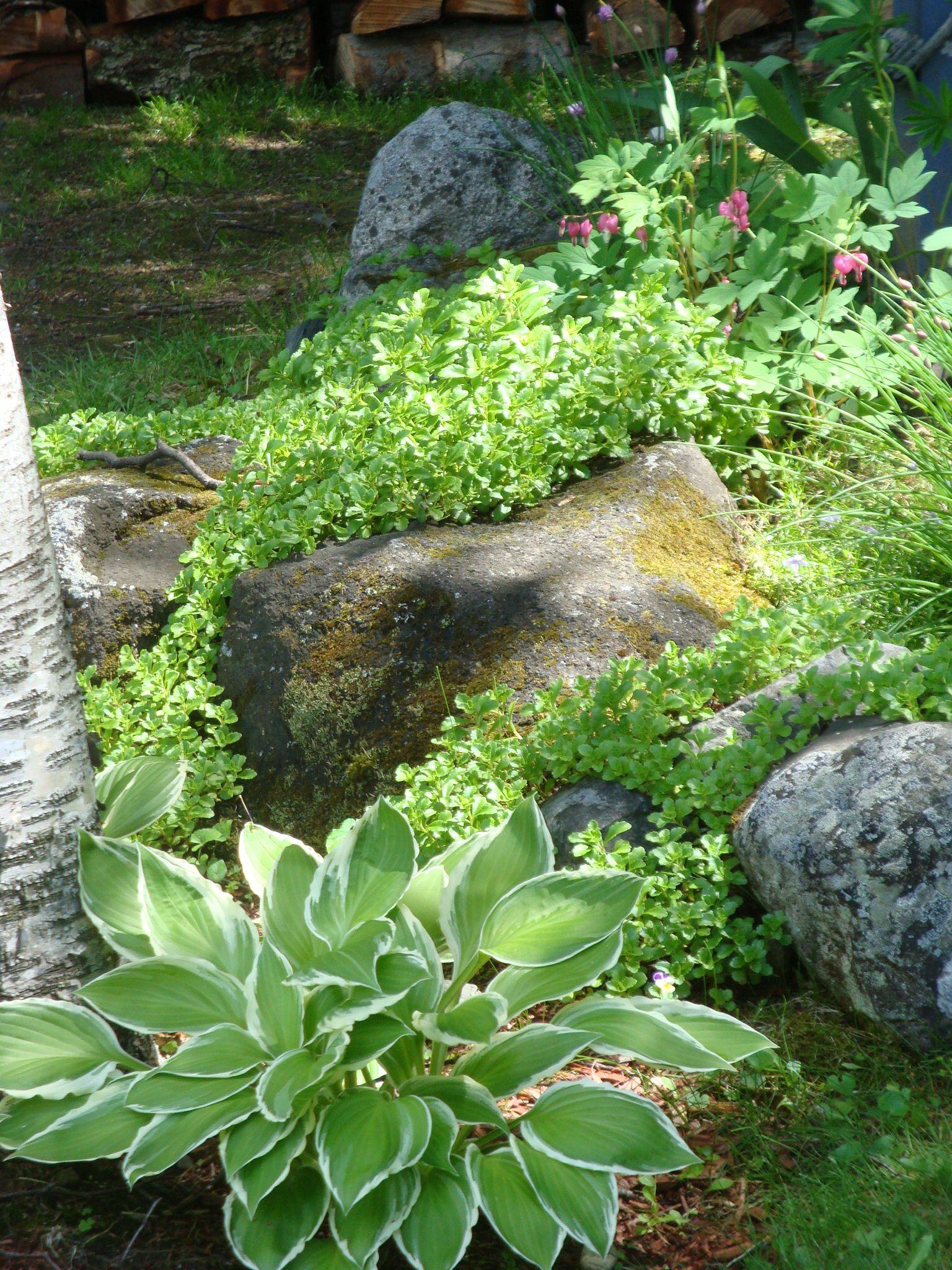 24 Shade Rock Garden Ideas You Must Look | SharonSable