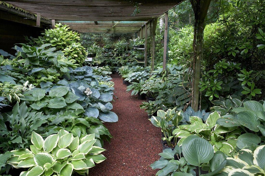 20 Hosta Garden Plan Ideas You Should Look | SharonSable