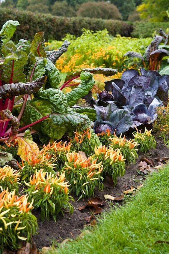 17 Edible Garden Plants Ideas Worth to Check | SharonSable